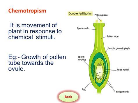 Chemotropism In Plants