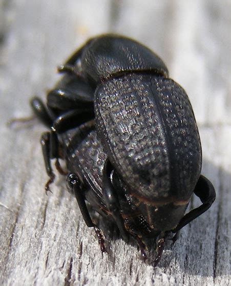 Weevils Mating 2 Sphenophorus Cicatristriatus Bugguide