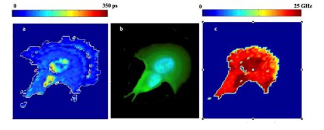 Ufr Sciences Fondamentales Et Biomédicales Université Paris Cité