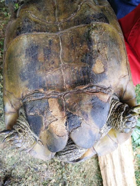 Besoin D Aide Pour Identifier La Race Et Le Sexe De Ma Tortue