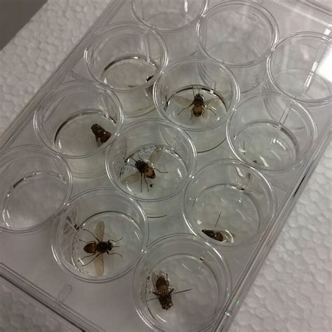 Different Insect Specimens Will Require Different Lysis Buffer Volumes Download Scientific