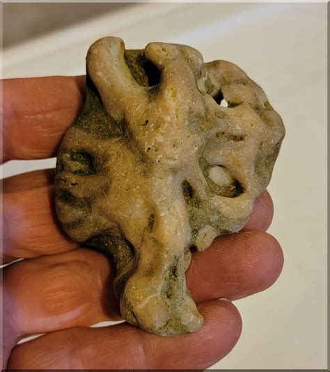 Pipsico Fossil Dig October 2022