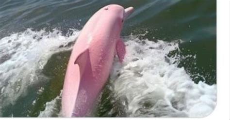 美 노스캐롤라이나서 희귀종 핑크 돌고래 발견…알고 보니