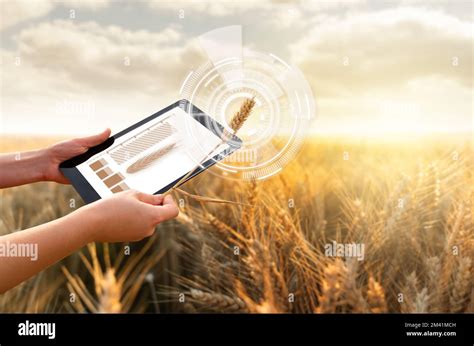 Farmer With Digital Tablet Holds An Ear Of Wheat Grain Ripeness Analysis Infographic Stock