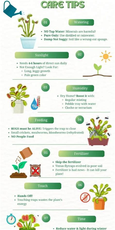 Venus Flytrap Care Tips In 2025 Venus Fly Trap Care Venus Fly Trap