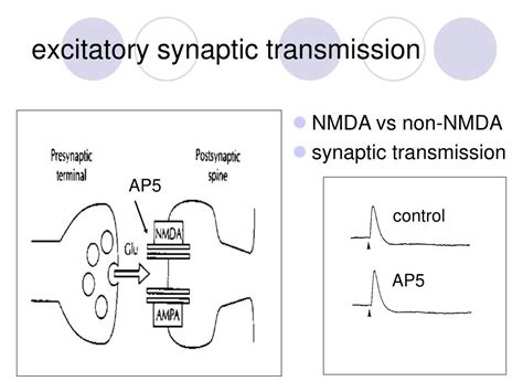 Ppt Synaptic Plasticity Powerpoint Presentation Free Download Id1836027