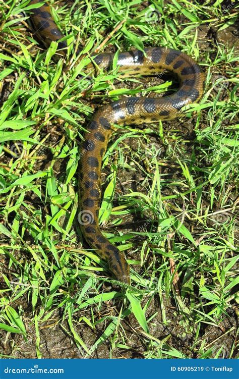 Green Anaconda Eunectes Murinus Stock Image Image Of Latin Park