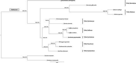 Congruent Maximum Likelihood Ml And Bayesian Inference Bi Tree For Download Scientific