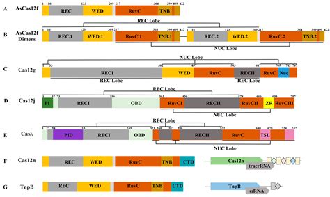 Research Progress And Application Of Miniature Crispr Cas12 System In Gene Editing