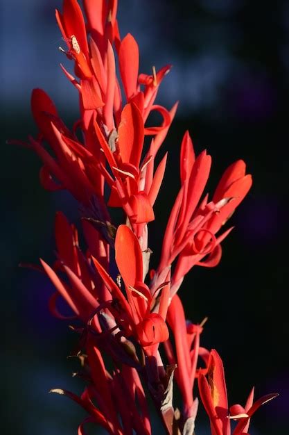 Page 2 80 Barbata Pictures