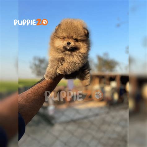Toy Pom Price Loyal Cute And Kci Registered Toy Pom Puppies For Sale