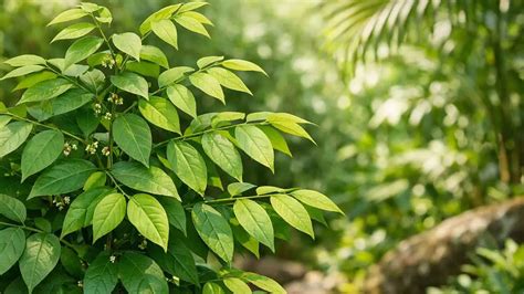 5 Powerful Katuk Plant Benefits That Nourish Naturally