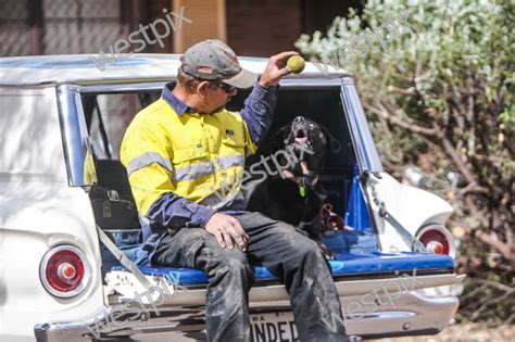 Six Year Old Border Collie X Labrador Poppy WestPix