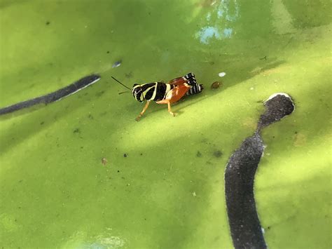 Weird Looking Grasshopper In Central Texas Rwhatsthisbug