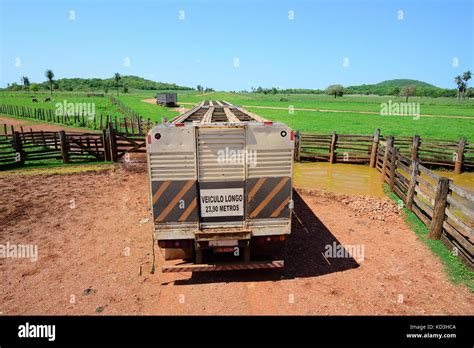Cattle Transport On The Fazenda Sao Geraldo Bonito Matto Grosso Do