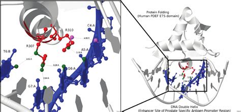 Crystal Structure Of The Protein Dna Complex Of Human Pdef Ets Domain