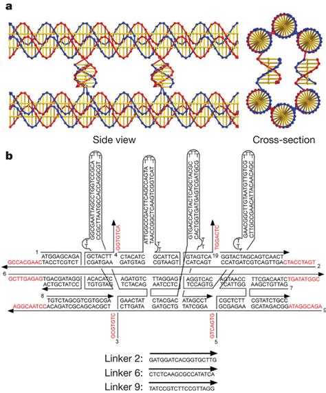 dna tile sequences and structures a the p6hb motif drawn with