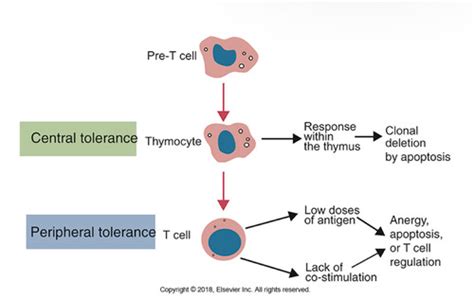 Lectures 20 21 Regulation Of Adaptive Immunity Flashcards Quizlet