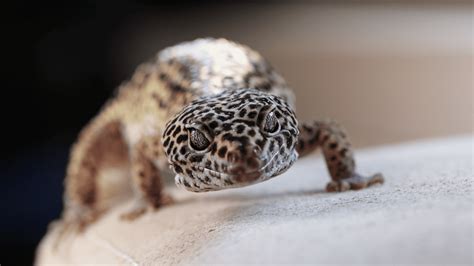 How to Tell if Your Leopard Gecko Is Male or Female? – Childhoodpets.com