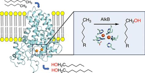 Structure And Function Of Alkane Monooxygenase Alkb Accounts Of Chemical Research