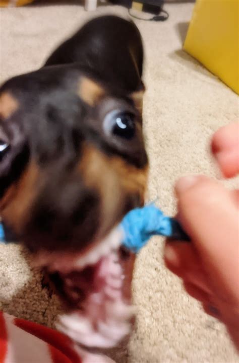 May I Request Bug Content In These Trying Times Cass Cc On Tumblr