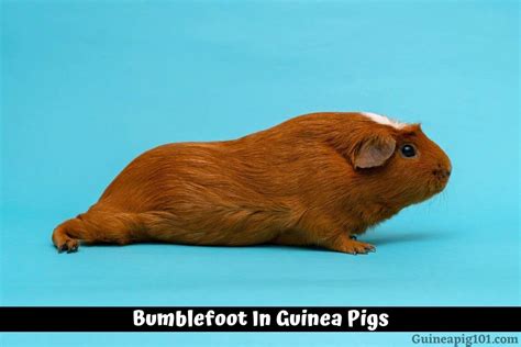 Guinea Pig Health Guinea Pig 101 Guinea Pig Health Guinea Pig 101