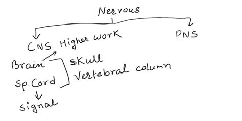Solved Describe The Anatomical And Functional Divisions Of The Nervous System