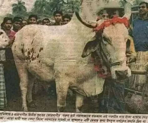 Made In Bangladesh ২০০১ সালে ঢাকার নয়া বাজার কুরবানীর পশুর হাটে এই গরুটির দাম হাঁকানো হয়