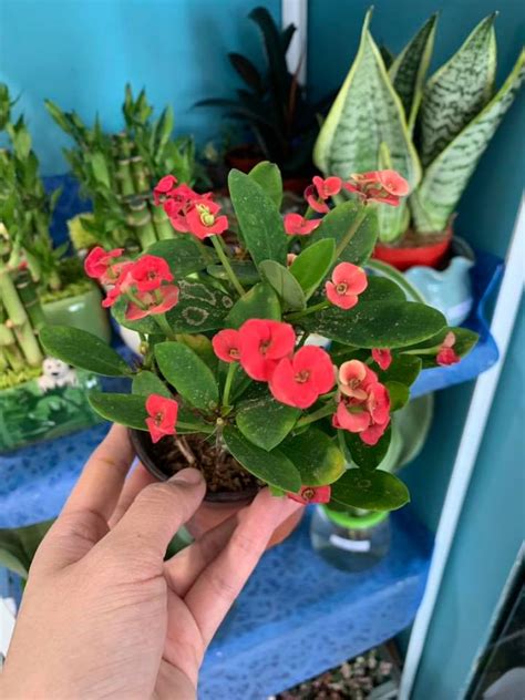 Сүүт өргөст өвс буюу хосын цэцэг Удвалын цэцгийн дэлгүүр Facebook