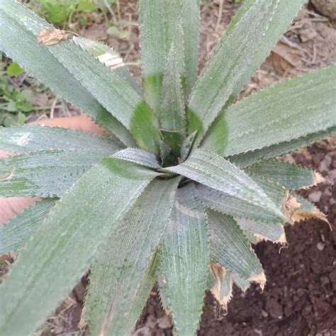 Boris Private Sanctum Ormoc Queen Pineapple