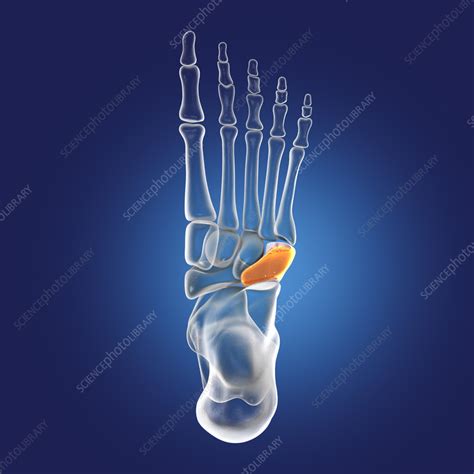 Cuboid Bone Illustration Stock Image F0366558 Science Photo Library
