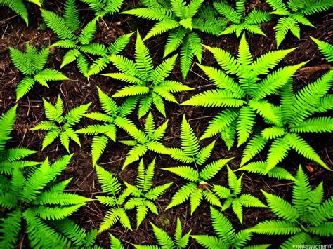 Pteridófitas A Fascinante Evolução Verde