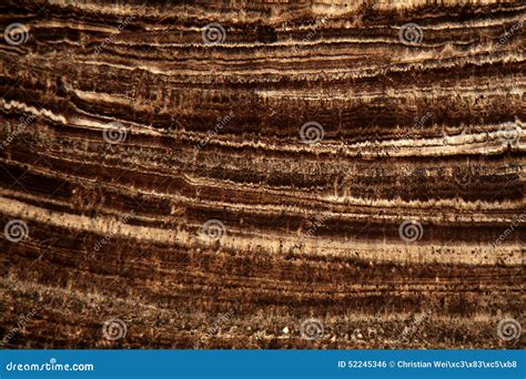 Thin Section Of Triassic Carbonate Under The Microscope Royalty Free