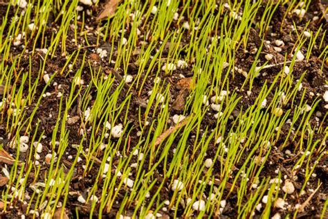 How To Speed Up Grass Seed Germination 9 Proven Methods