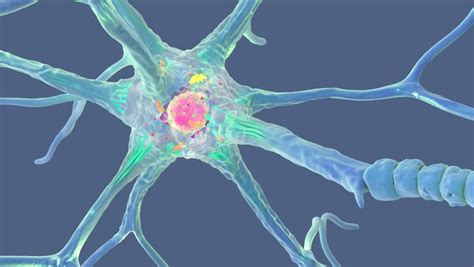 Modelo 3d Estructura De La Neurona Multipolar Turbosquid 2310930