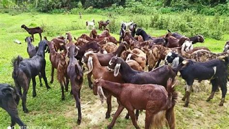 വി ല ങ്ങാ ട് വാ യാ ട് മ ല യോ ര ത്ത് ഭീ തി പ ര ത്തി അ ജ്ഞാ ത ജീ വി യു ടെ വി ള യാ ട്ടം ഒ മ്പ ത് ആ