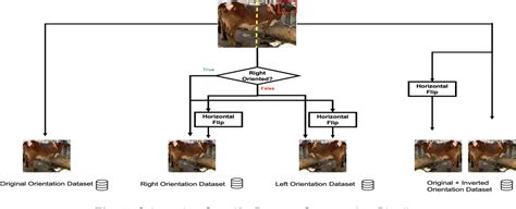Figure 5 From Mitigating Training Bias In Cattle Breed Identification Through Orientation Aware
