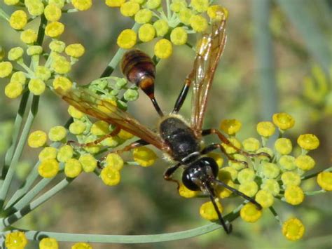 Maryland Wasps Pictures And Id Tips Green Nature