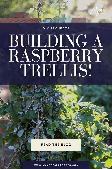 Building A Raspberry Trellis — Anne Of All Trades Raspberry Trellis Building A Raspberry Trellis — Anne Of All Trades Raspberry Trellis