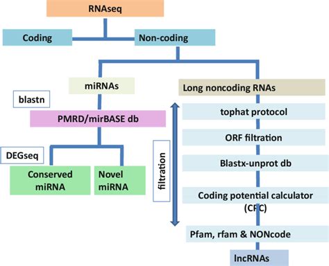 2 Computational Pipeline For Noncoding Rnas Prediction Mirnas And Download Scientific Diagram