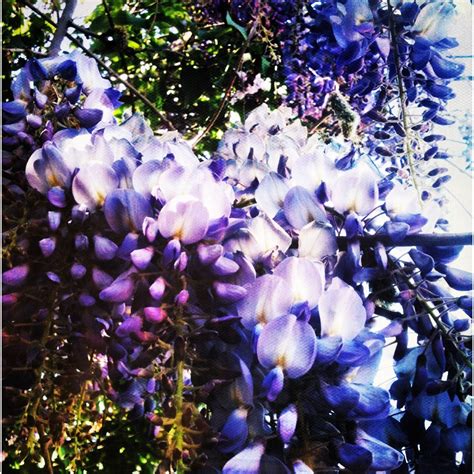 Trailing Wisteria Wisteria Southwestern College Plants Trailing Wisteria Wisteria Southwestern College Plants