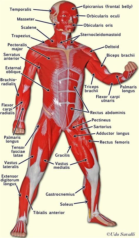 Muscle Man Body Muscle Anatomy Muscle Anatomy Human Muscle Anatomy