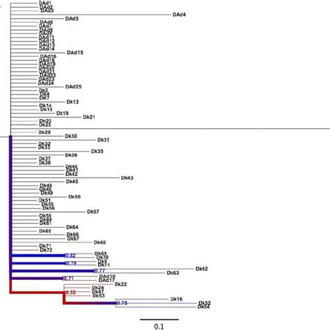 Unrooted Phylogenetic Tree Inferred By Bayesian Analysis Of Download Scientific Diagram