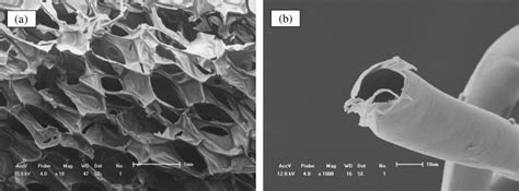 A Polyurethane Foam And B Kapok Fiber Sem Micrograph Download