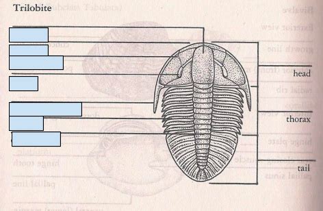 Fossils Anatomy Trilobite 1 Diagram Quizlet