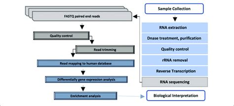 Rna Sequencing Pipeline Applied In This Study Download Scientific