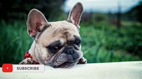 Top 10 მოთხოვნადი ძაღლის ჯიში Youtube