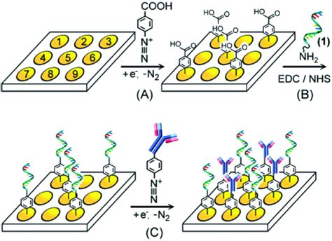 DNA And Antibody Probe Electrode Array Selectively Functionalized Via Download Scientific