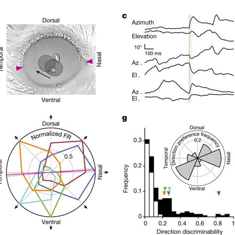 V1 Neurons Are Tuned To Saccade Direction A Experimental Set Up For Download Scientific