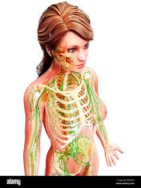 Female Lymphatic System Artwork Stock Photo Alamy